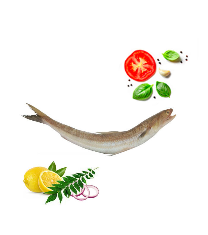 Marine Fish Archives - Greencoot